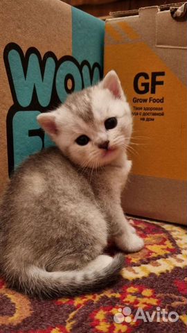 Шотландский (британский) котенок