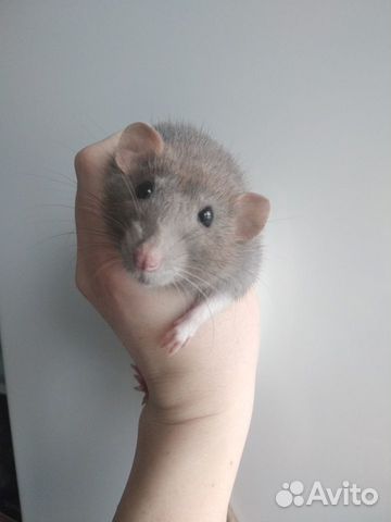 Крыса дамбо