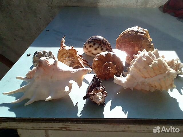 Морские ракушки раковины
