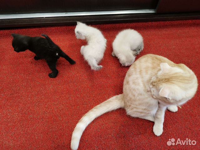 Котята в добрые руки