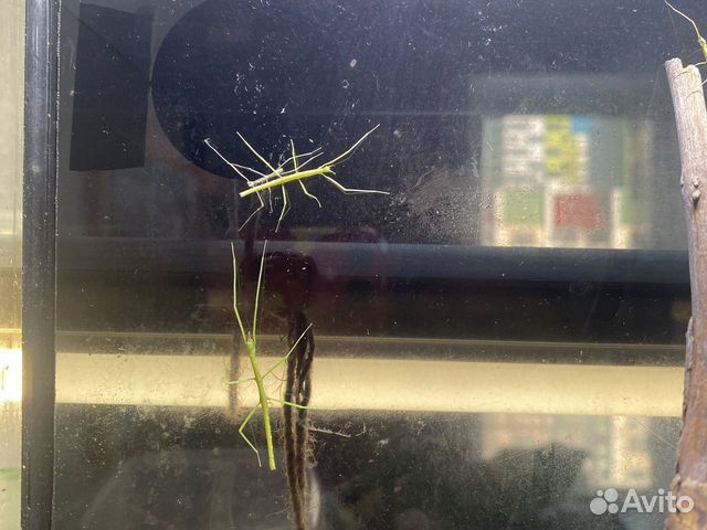 Насекомые палочники