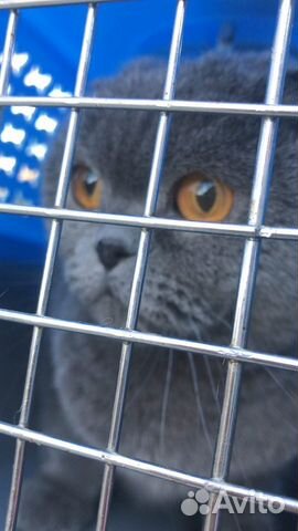 Прелестная кошечка ищет дом