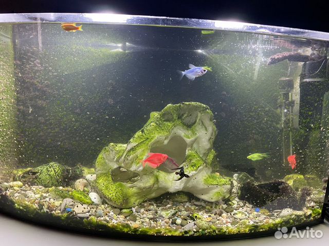Аквариум