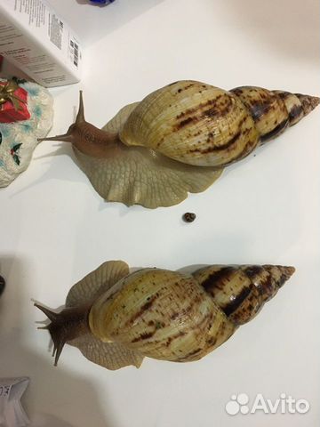 Улитки ахатины