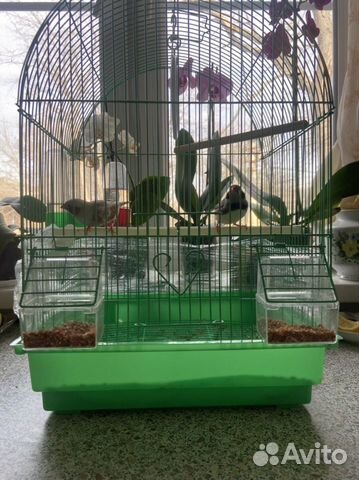 Японские амадины с клеткой