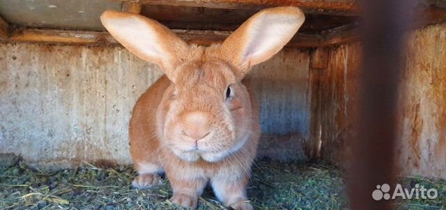 Кролики (Кролы)