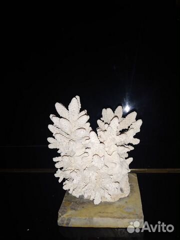 Коралл для аквариума и украшения интерьера