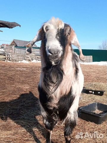 Козел нубийский 2года на племя