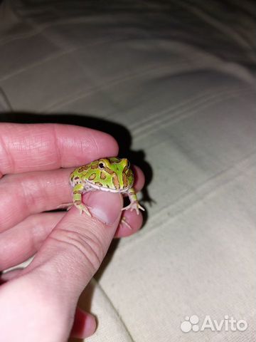 Лягушка рогатка чакская