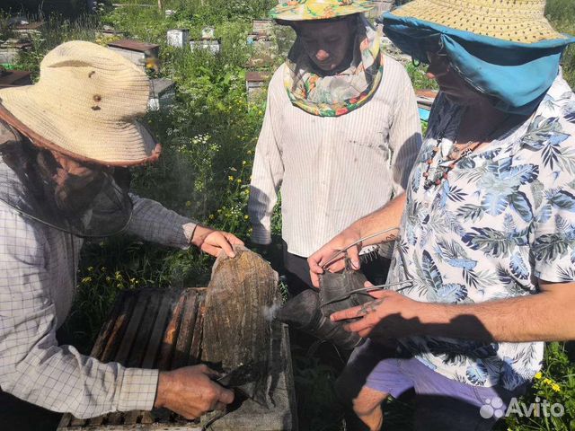 Продам пчелосемю