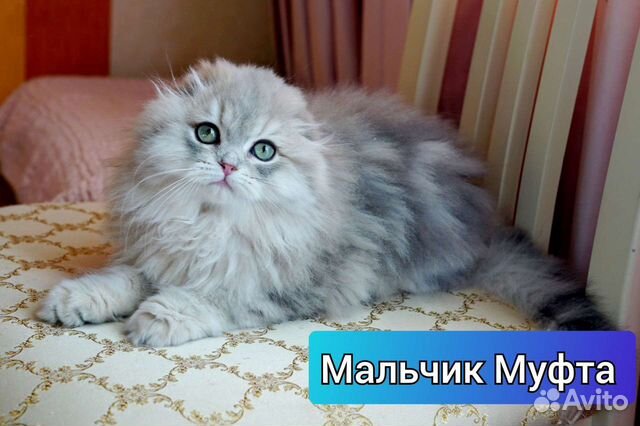 Шотландские котята, золотые голубые котики