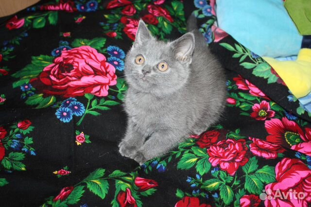 Шотландский - Малышок