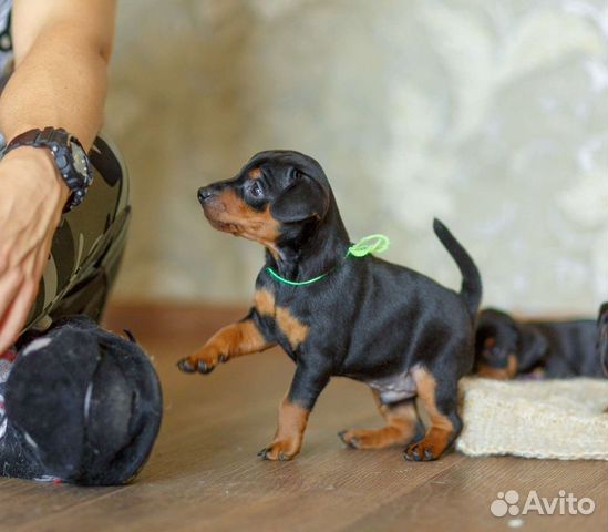 Щенки самой маленькой служебной породы собак