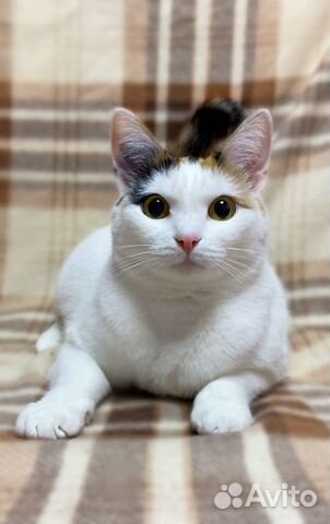 Ласковая кошечка