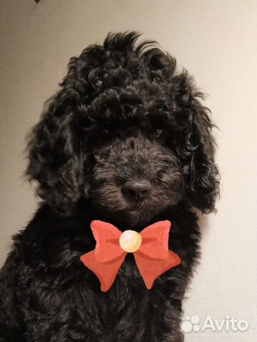 Щенок Кокапу