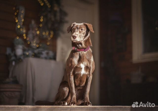 Метис девочка