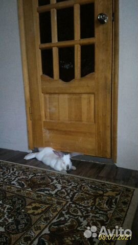 Отдам крольчиху. 6 мес. Бесплатно