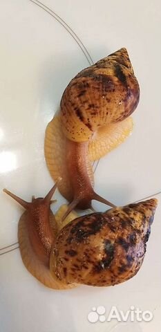 Улитята ахатины подростки