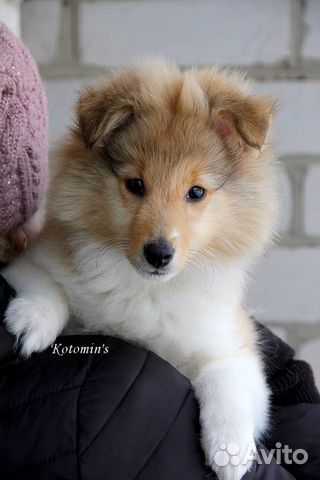 Красивые щенки шелти