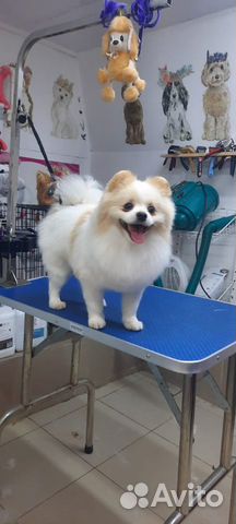 Мальчик шпиц ищет невесту