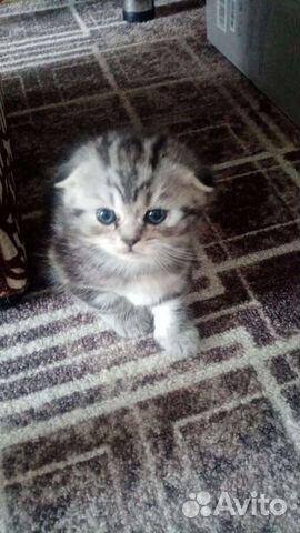 Британская вислоухая кошечка