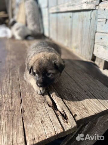 Коротколапый щенок