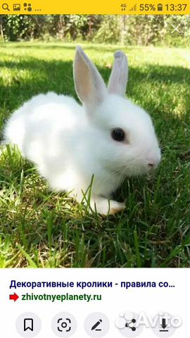 Декоративные кролики