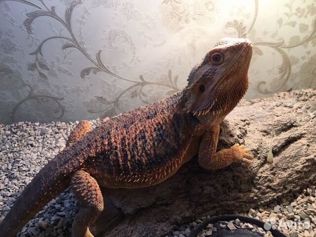 Барадатая агама