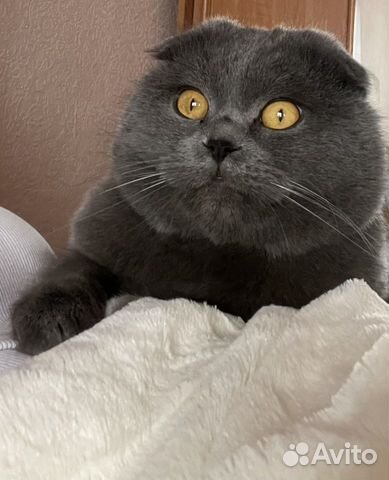 Шотландский вислоухий кот вязка