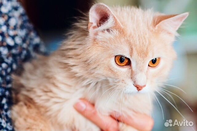 Пушистый персиковый Котик 7 мес