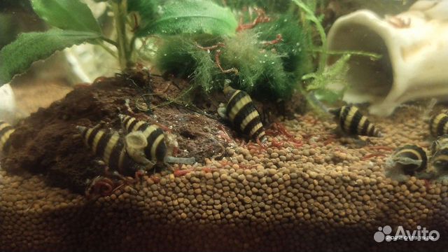 Улитка Хелена