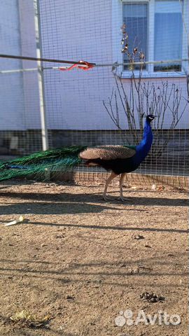 Павлины пара