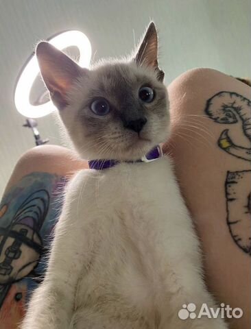 Тайский котик на вязку