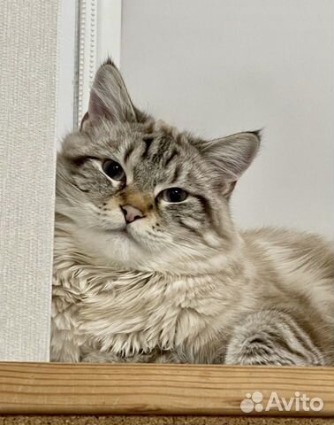 Вязка, случка, кот ищет невесту
