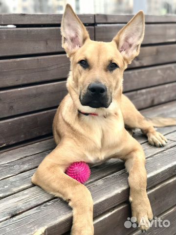 Метис стаффа в ответственные руки