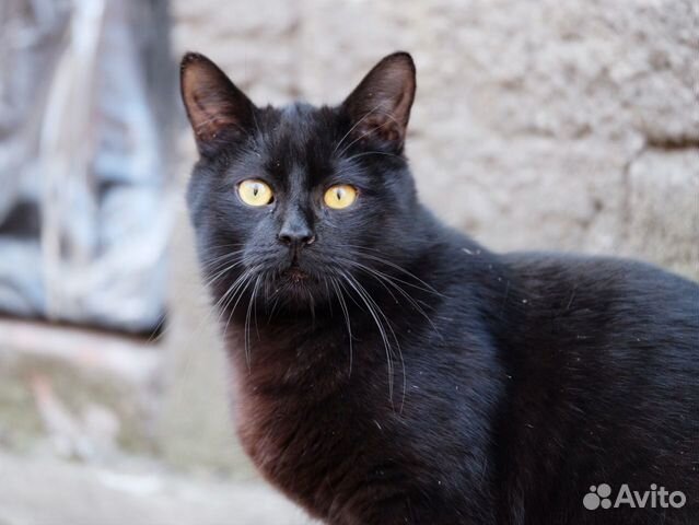 Суперласковый кот Ласкуш 2 года