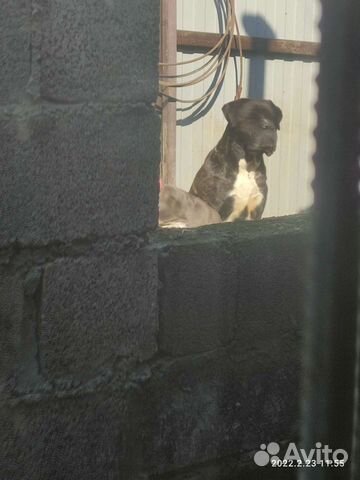 Кане Корсо бесплатно