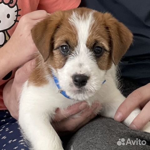 Щенок Джек Рассл