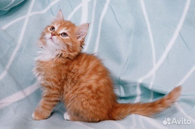 Котик Гарфилд