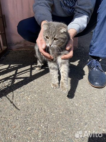 Найдена кошка (кот )
