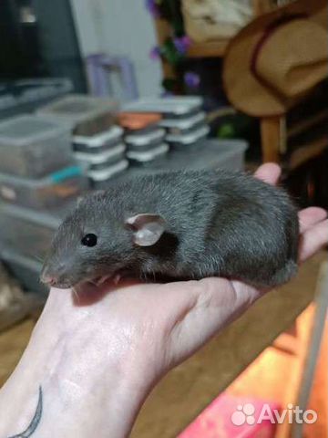 Крыса манкс