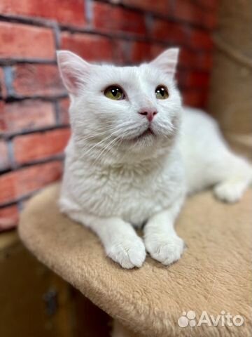 Кошечка Мася 1,5 года ищет дом