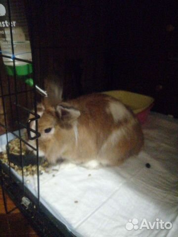 Вязка кроликов