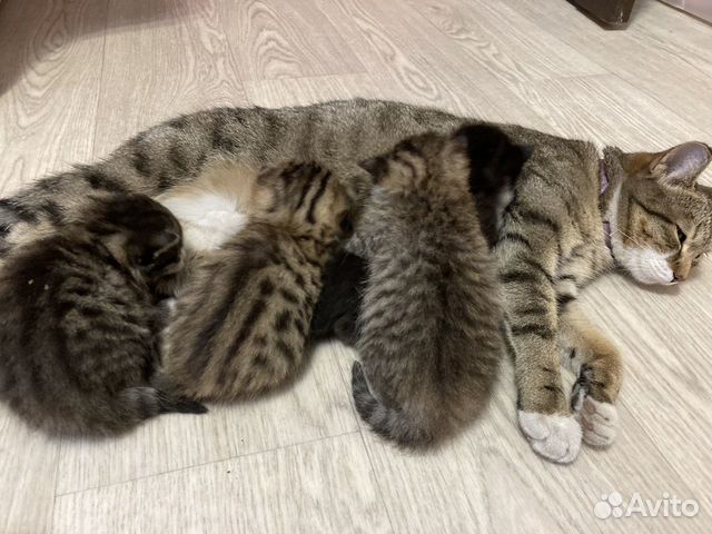 Бенгальские котята
