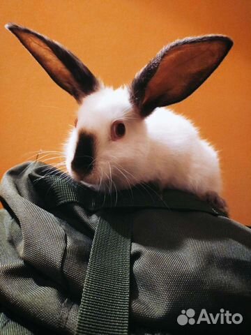 Калифорнийский кролик