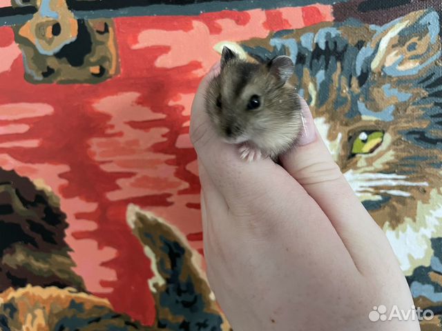 Джунгарский хомяк