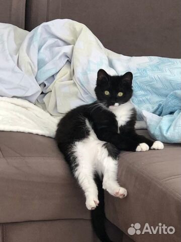 Котенок ищет дом