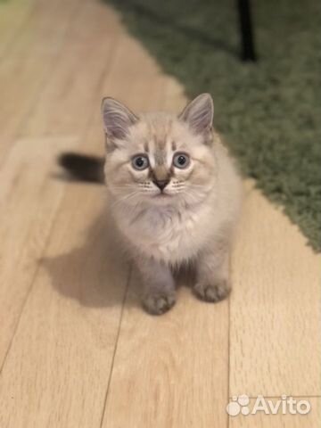 Котята породы «Невская маскарадная»