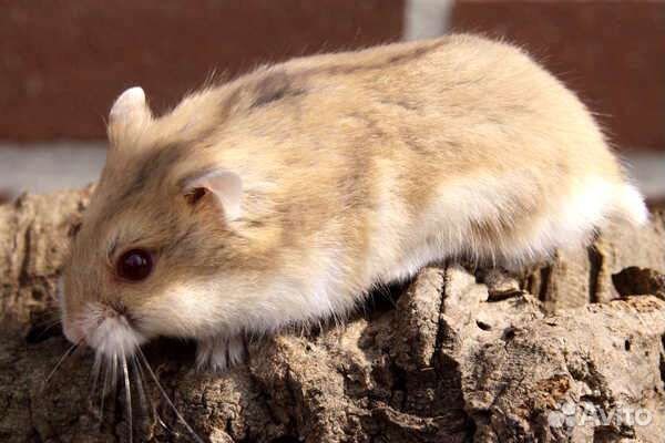 Хомячок Кэмпбелла