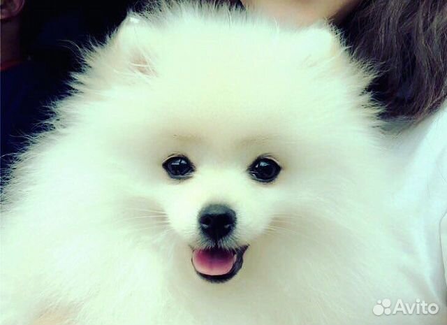 Померанский шпиц вязка